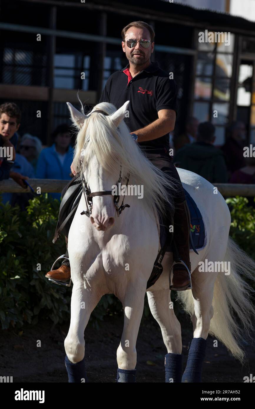 Europe, Portugal, Alentejo Region, Golega, Man riding beautiful white ...