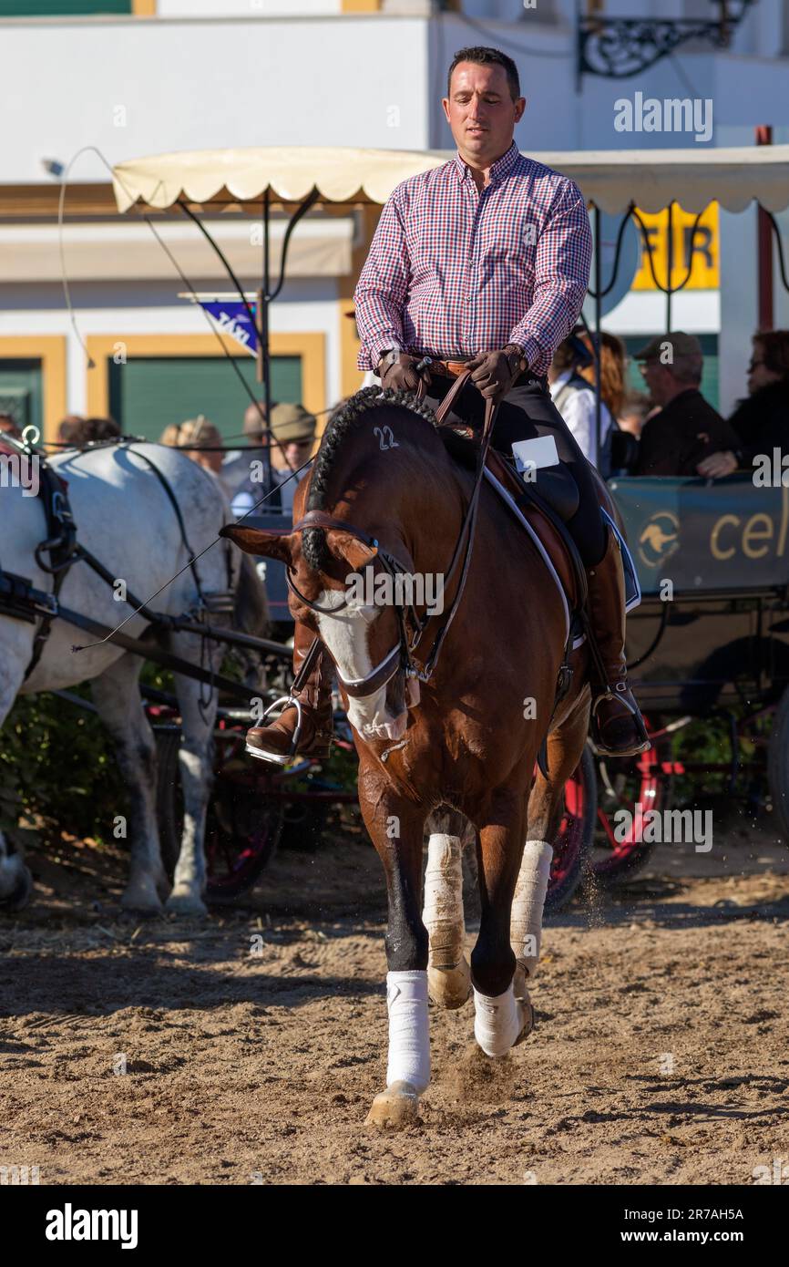 Europe, Portugal, Alentejo Region, Golega, Man riding brown Lusitano ...