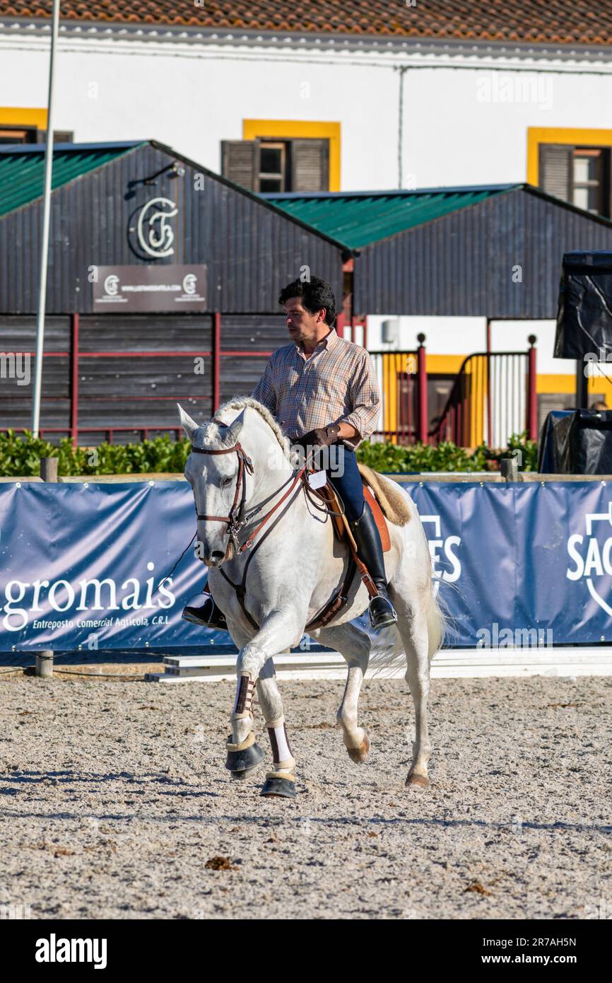 Europe, Portugal, Alentejo Region, Golega, Man riding beautiful grey ...