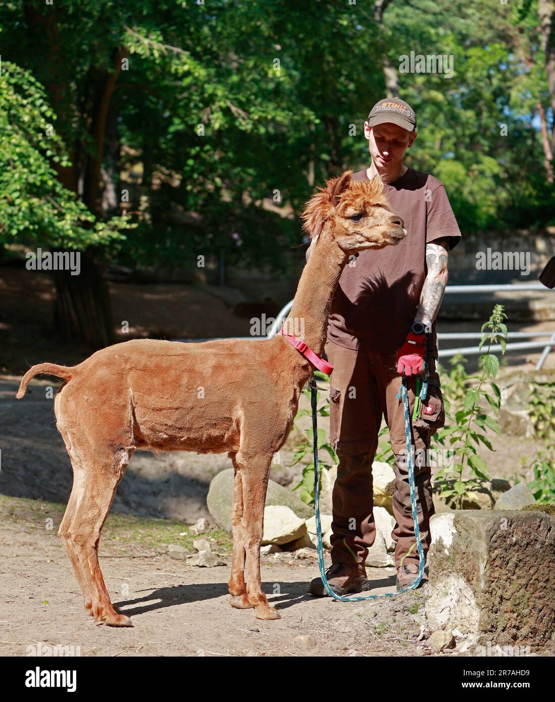 Halberstadt, Germany. 14th June, 2023. Alpaca Max stands with an animal ...