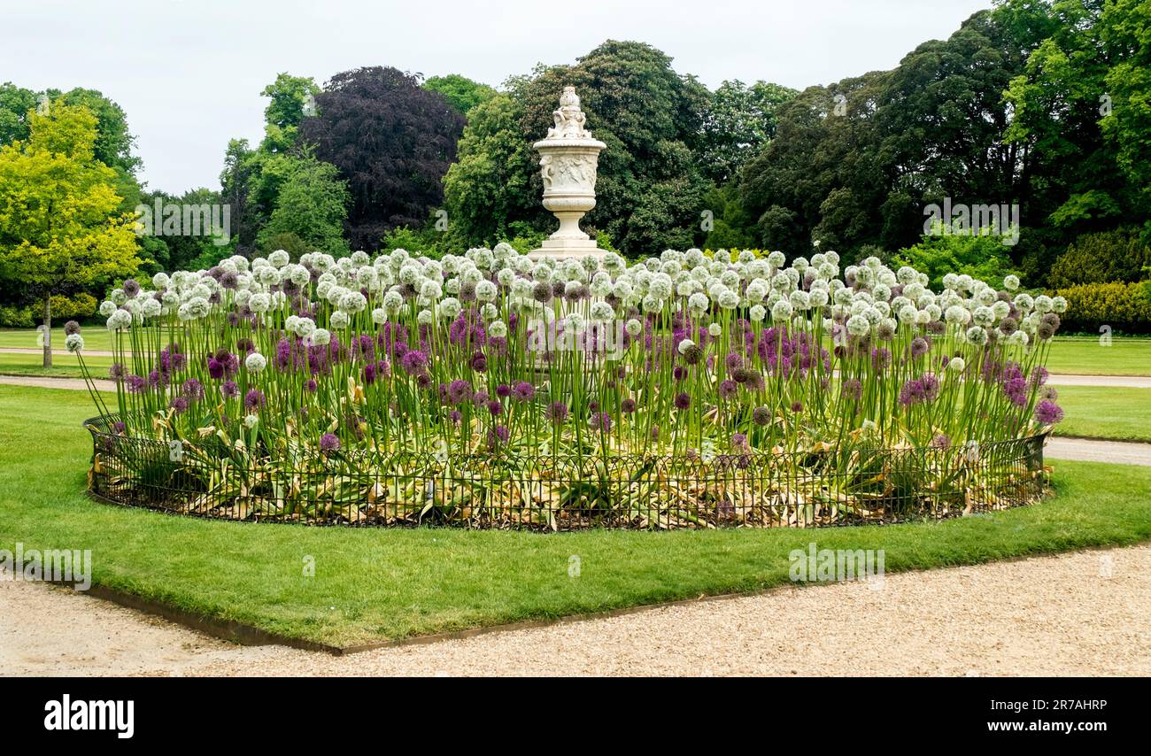Group of Beautiful Purple and White Alliums Stock Photo - Alamy