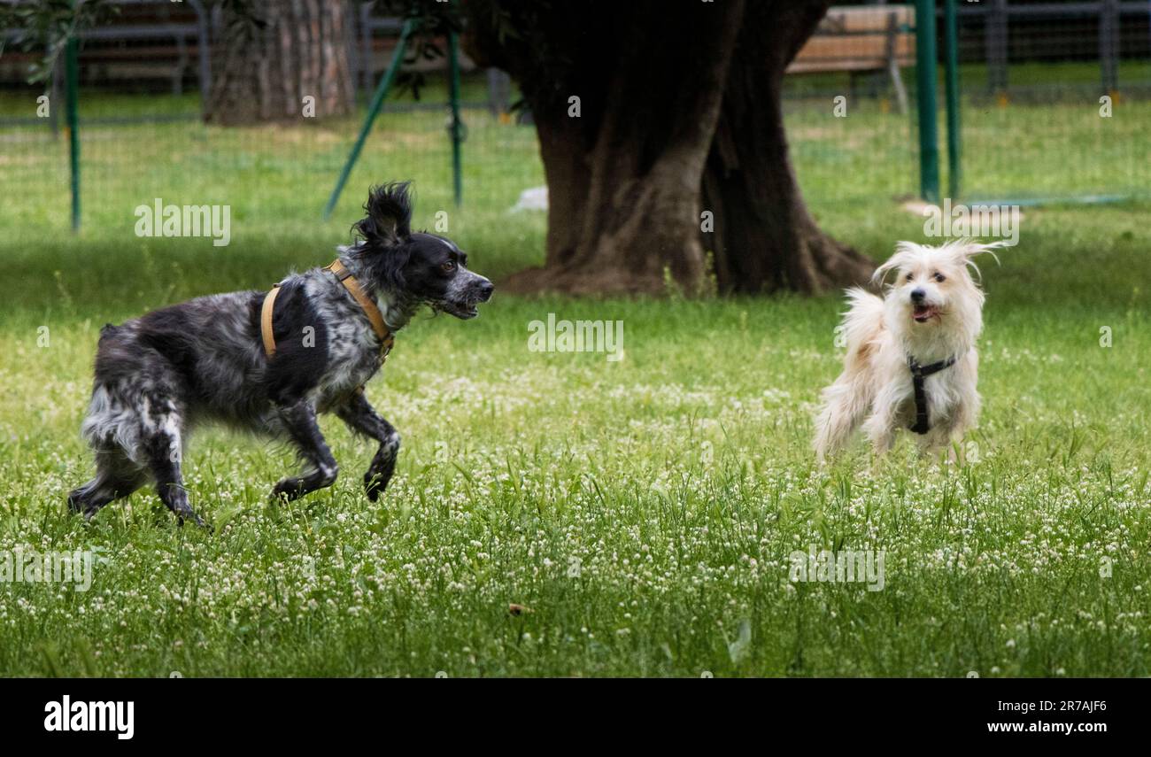 Portrait of two dogs in summer nature. Banner with posing in meadow ...