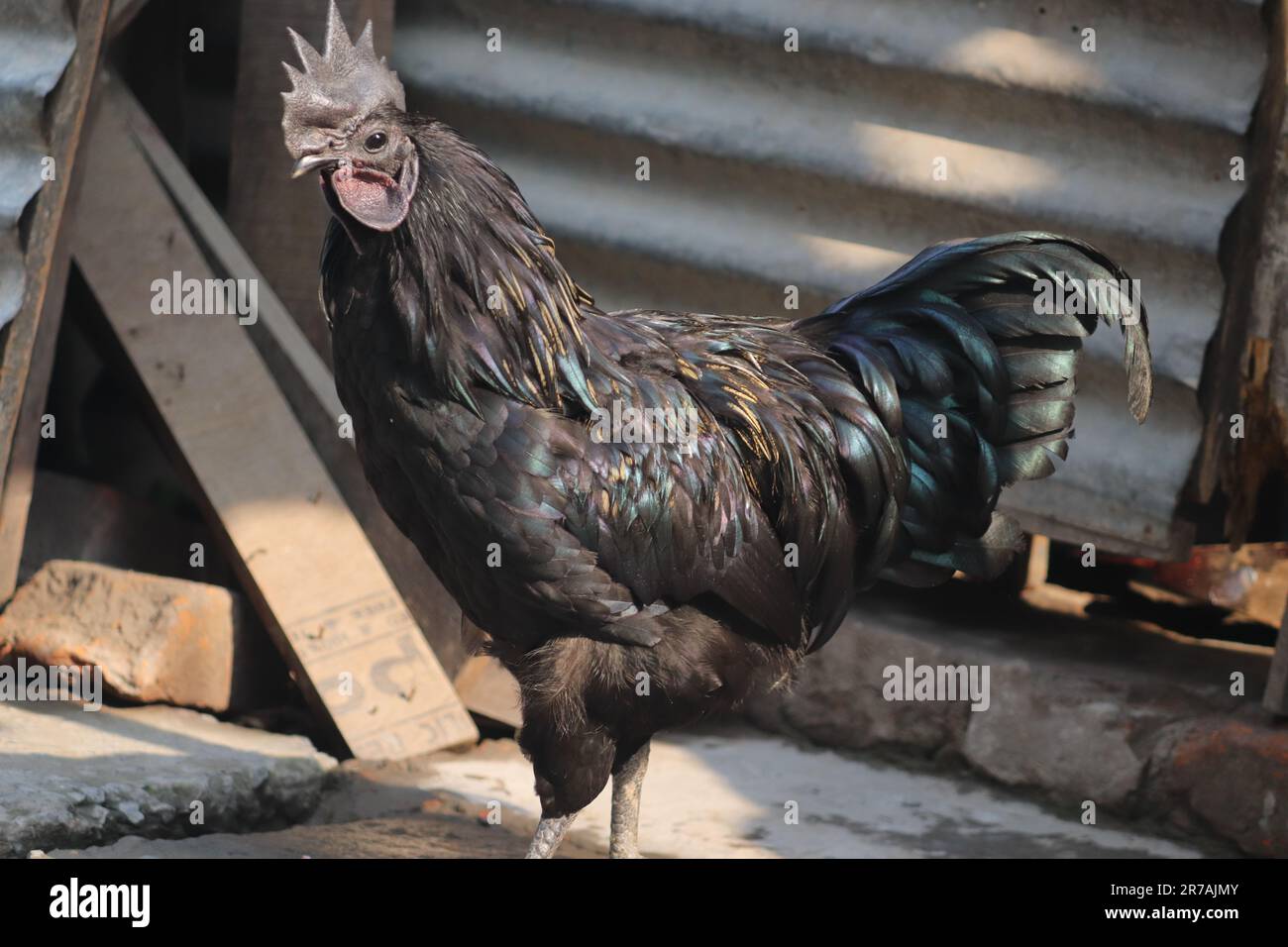 Birds of Bengal Stock Photo - Alamy