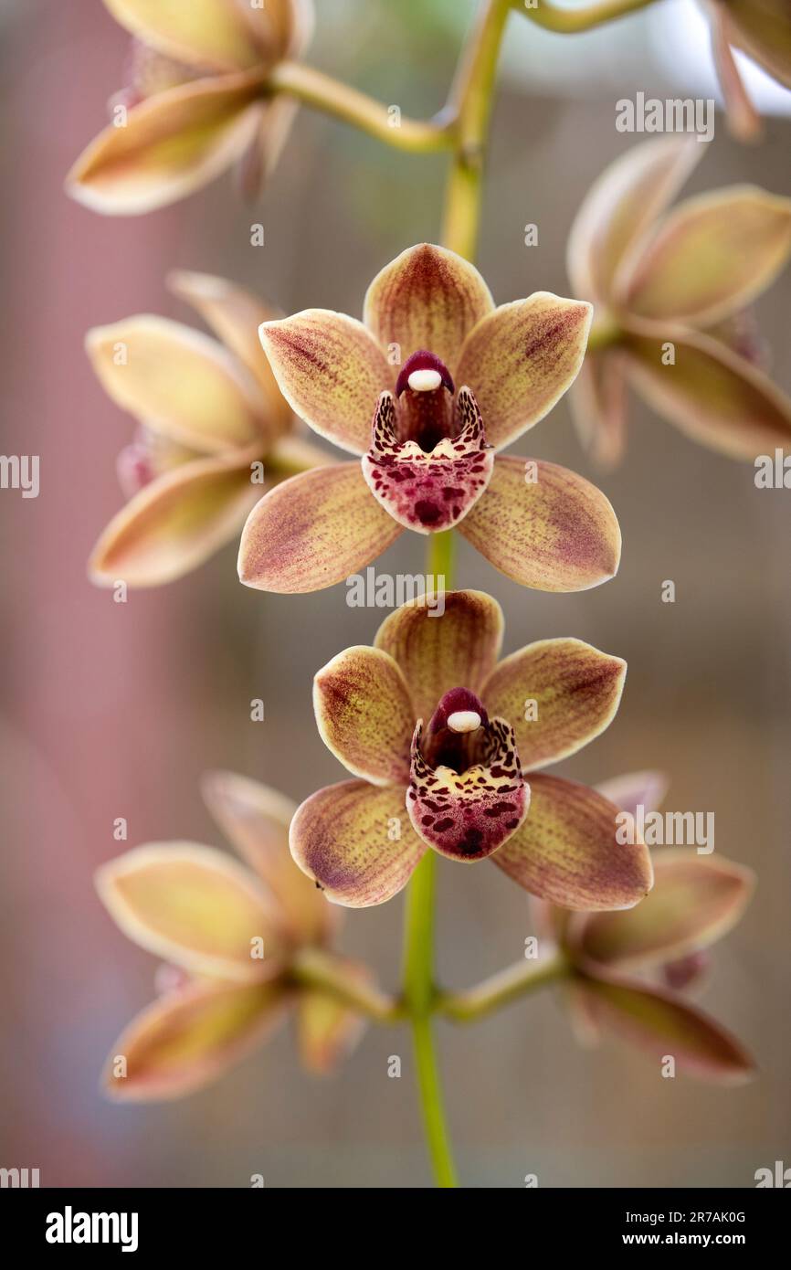 Cymbidium orchid flowers Stock Photo - Alamy