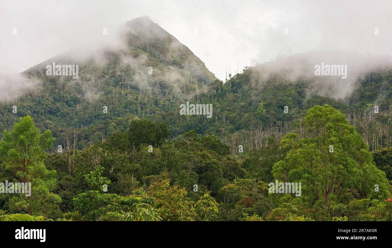 Highlands papua new guinea forest hi-res stock photography and images ...
