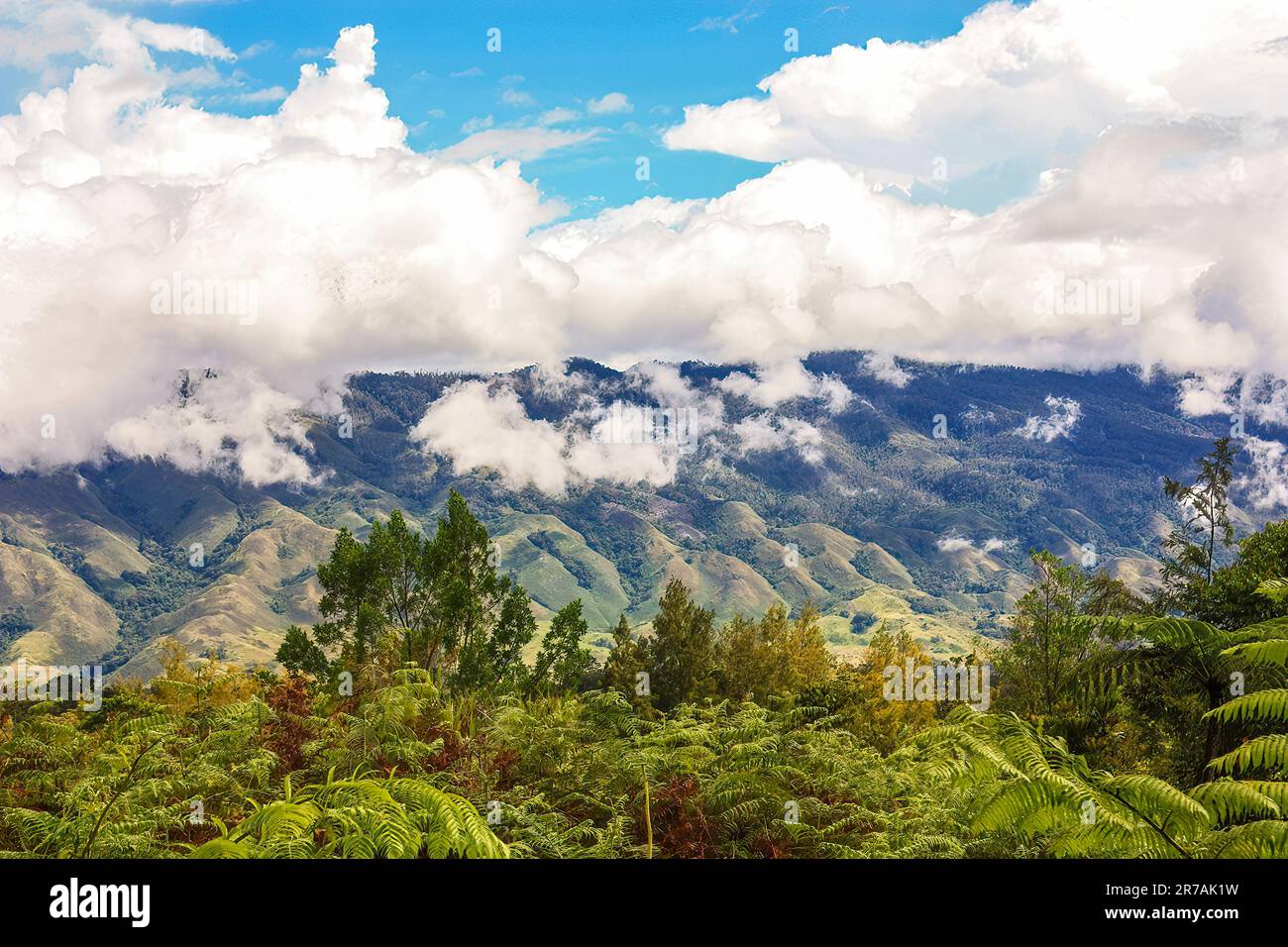 Highlands papua new guinea forest hi-res stock photography and images ...