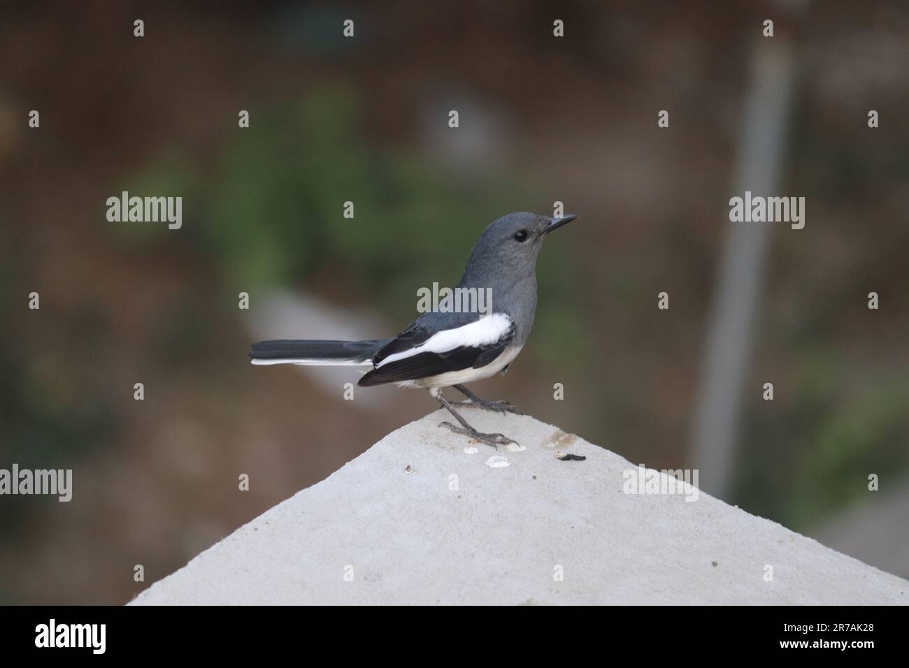 Birds of Bengal Stock Photo - Alamy