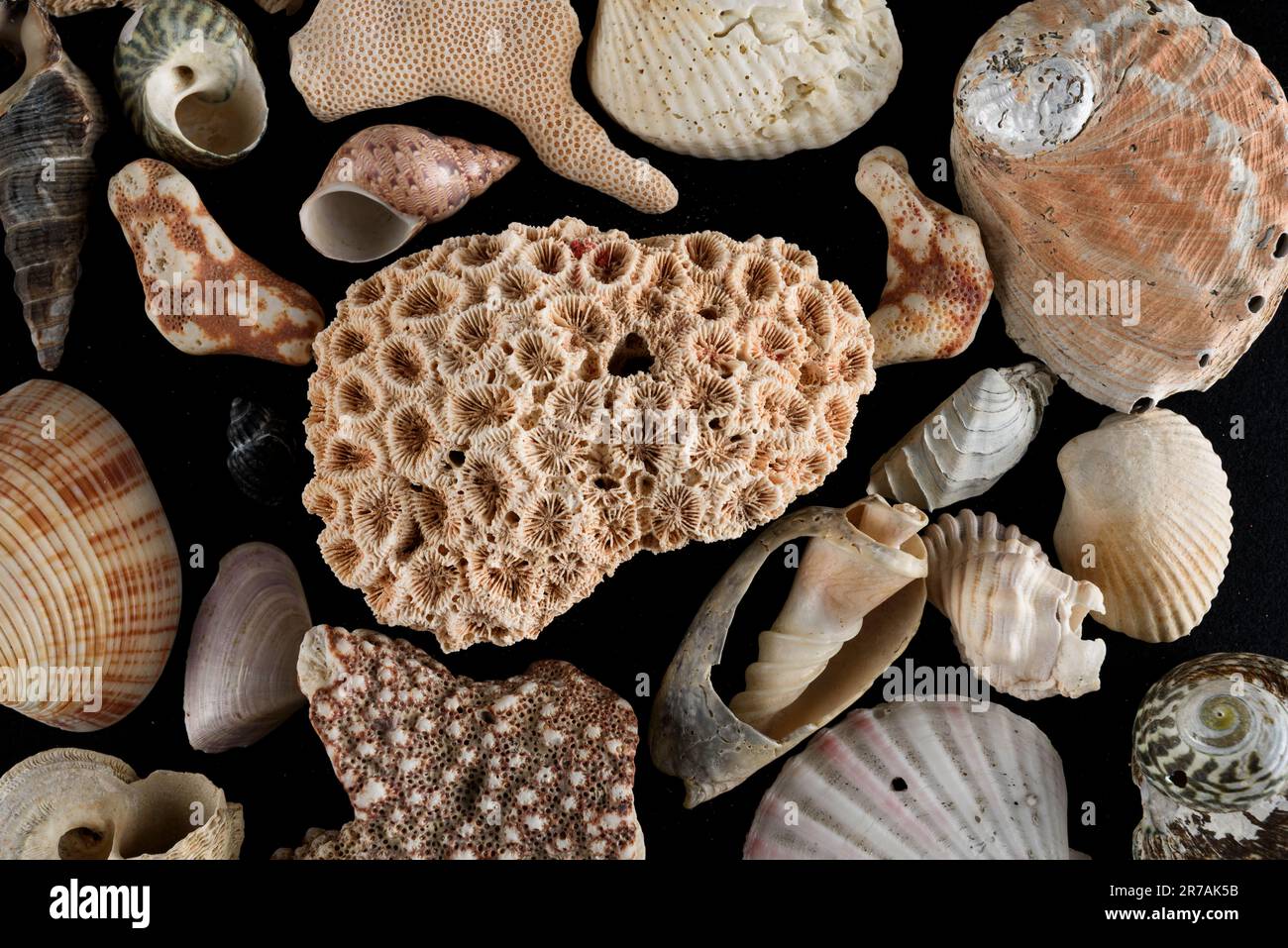 Sea Shells design, pattern and design, double exposure Stock Photo - Alamy