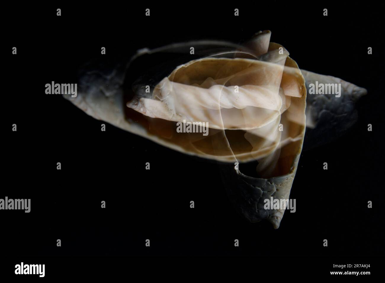 Sea Shells design, pattern and design, double exposure Stock Photo - Alamy