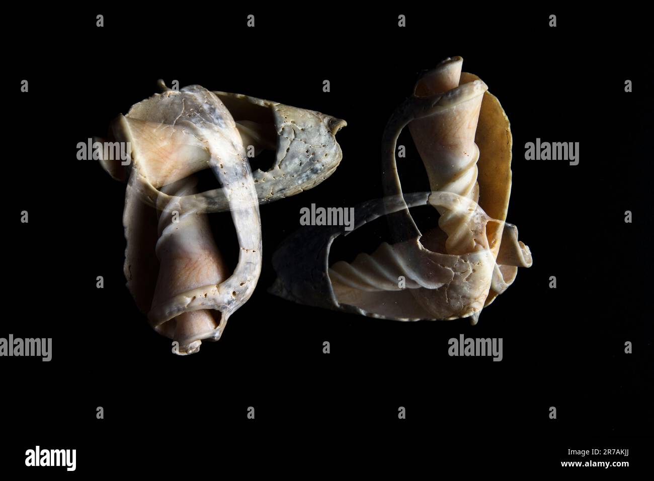 Sea Shells design, pattern and design, double exposure Stock Photo - Alamy