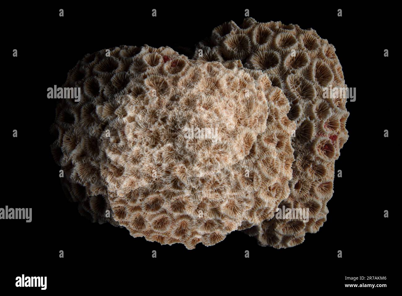 Sea Shells design, pattern and design, double exposure Stock Photo - Alamy