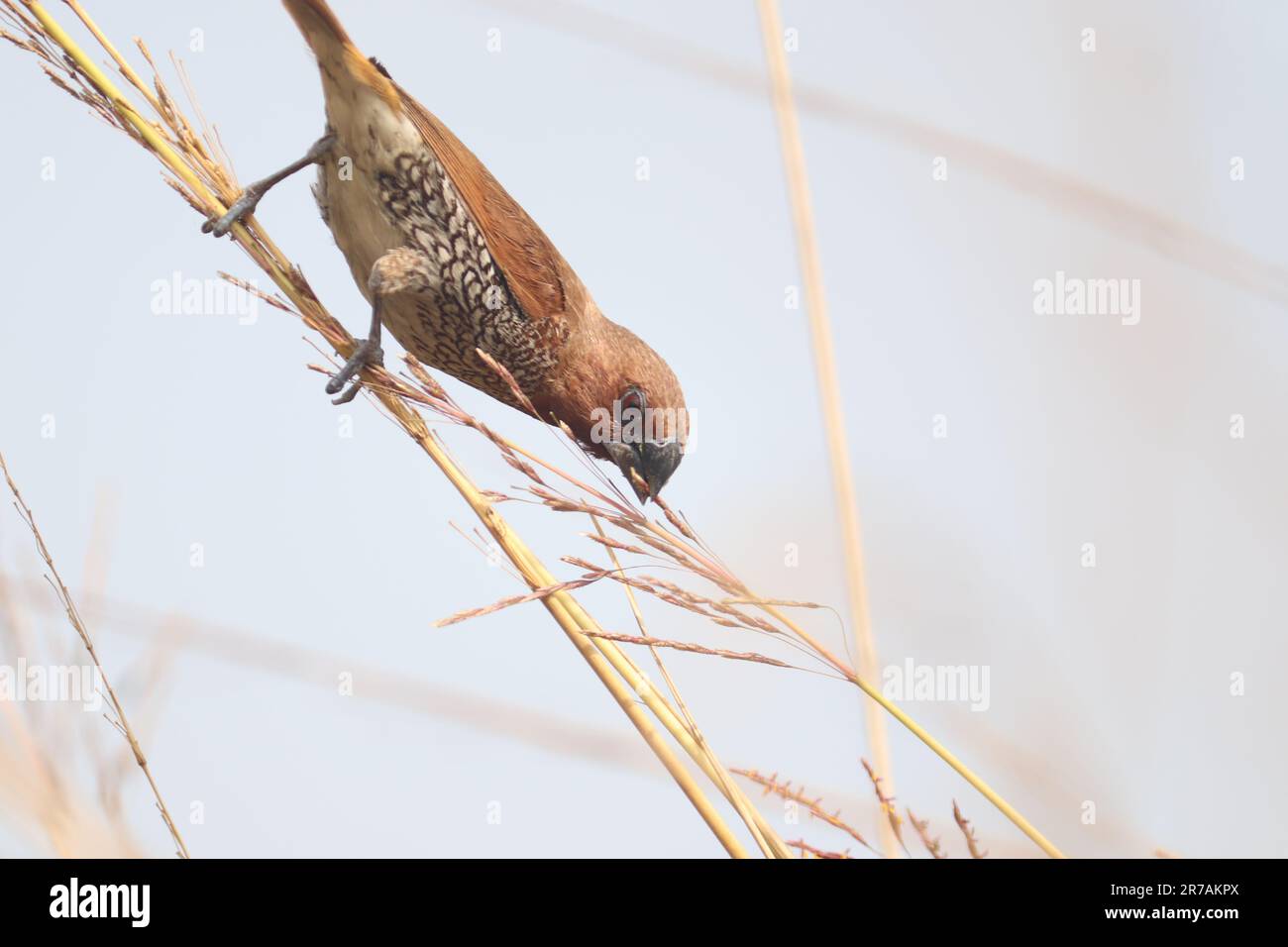 Birds of Bengal Stock Photo - Alamy