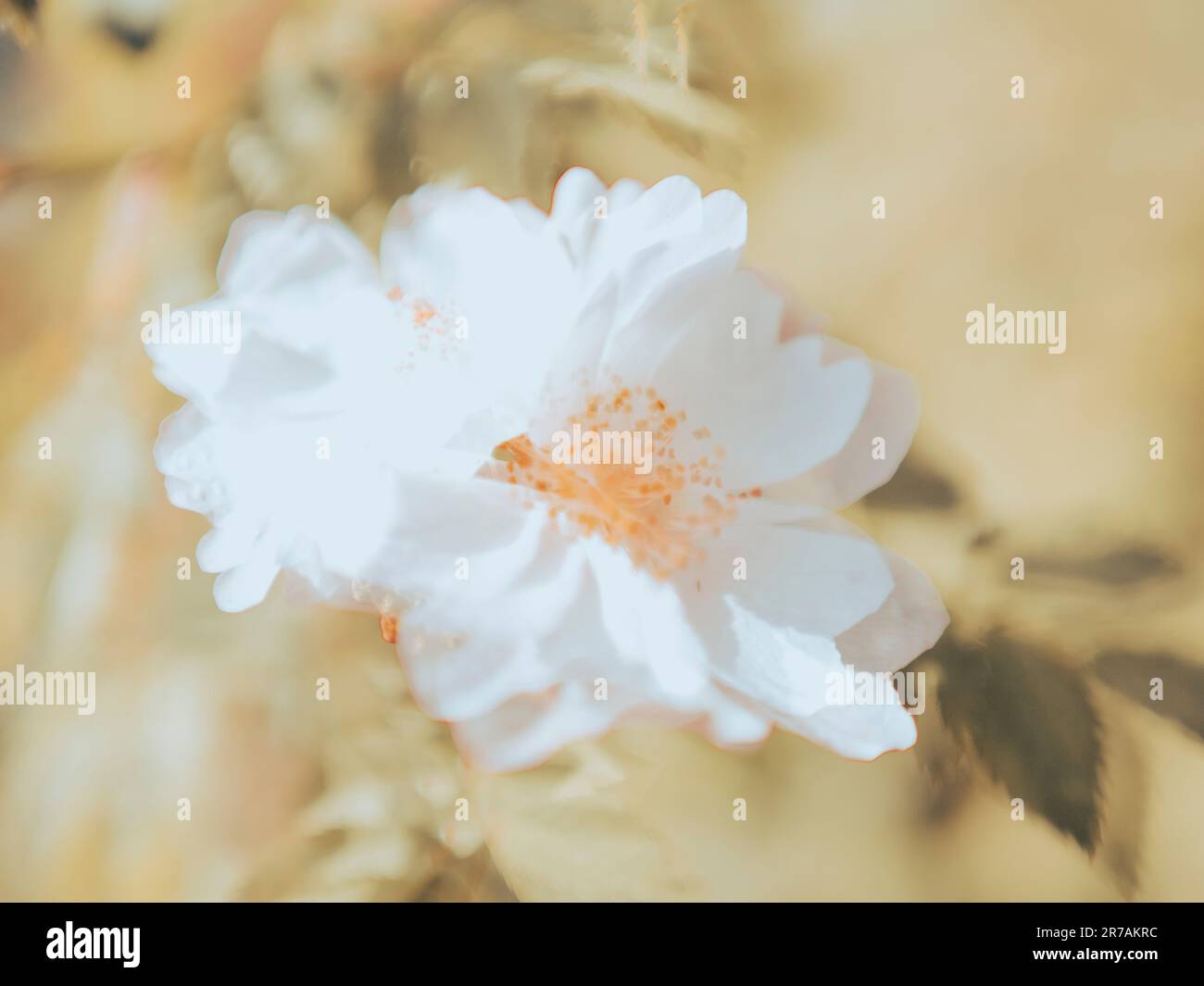 Abstract impressionism hi-res stock photography and images - Alamy