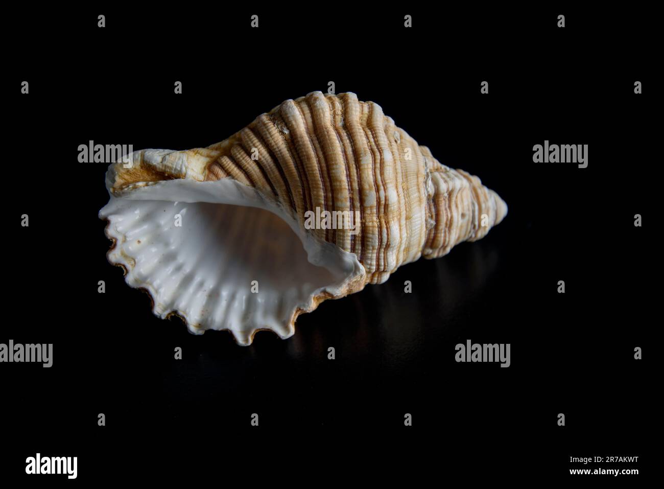 Sea Shells design, pattern and design, double exposure Stock Photo - Alamy