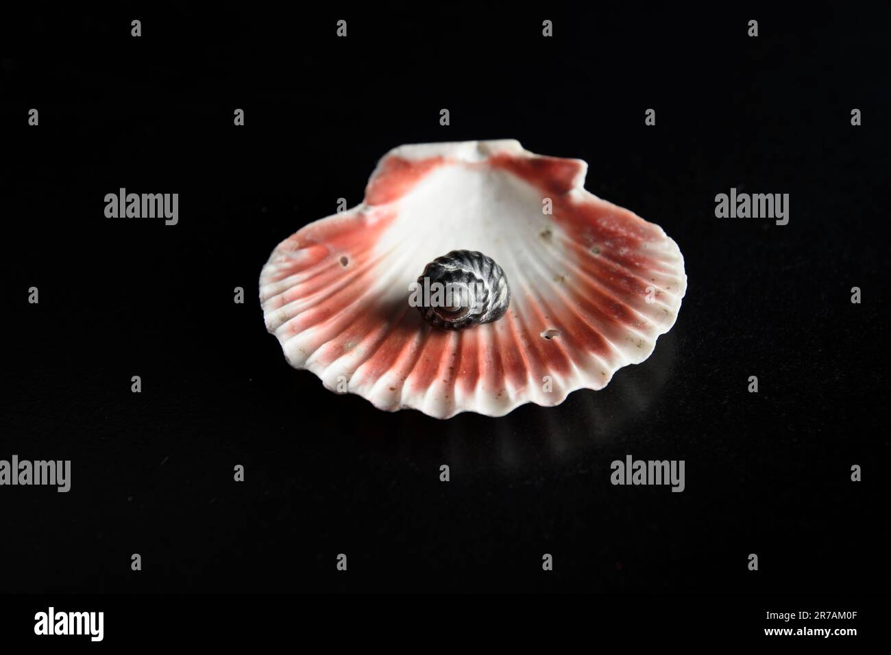 Sea Shells design, pattern and design, double exposure Stock Photo - Alamy