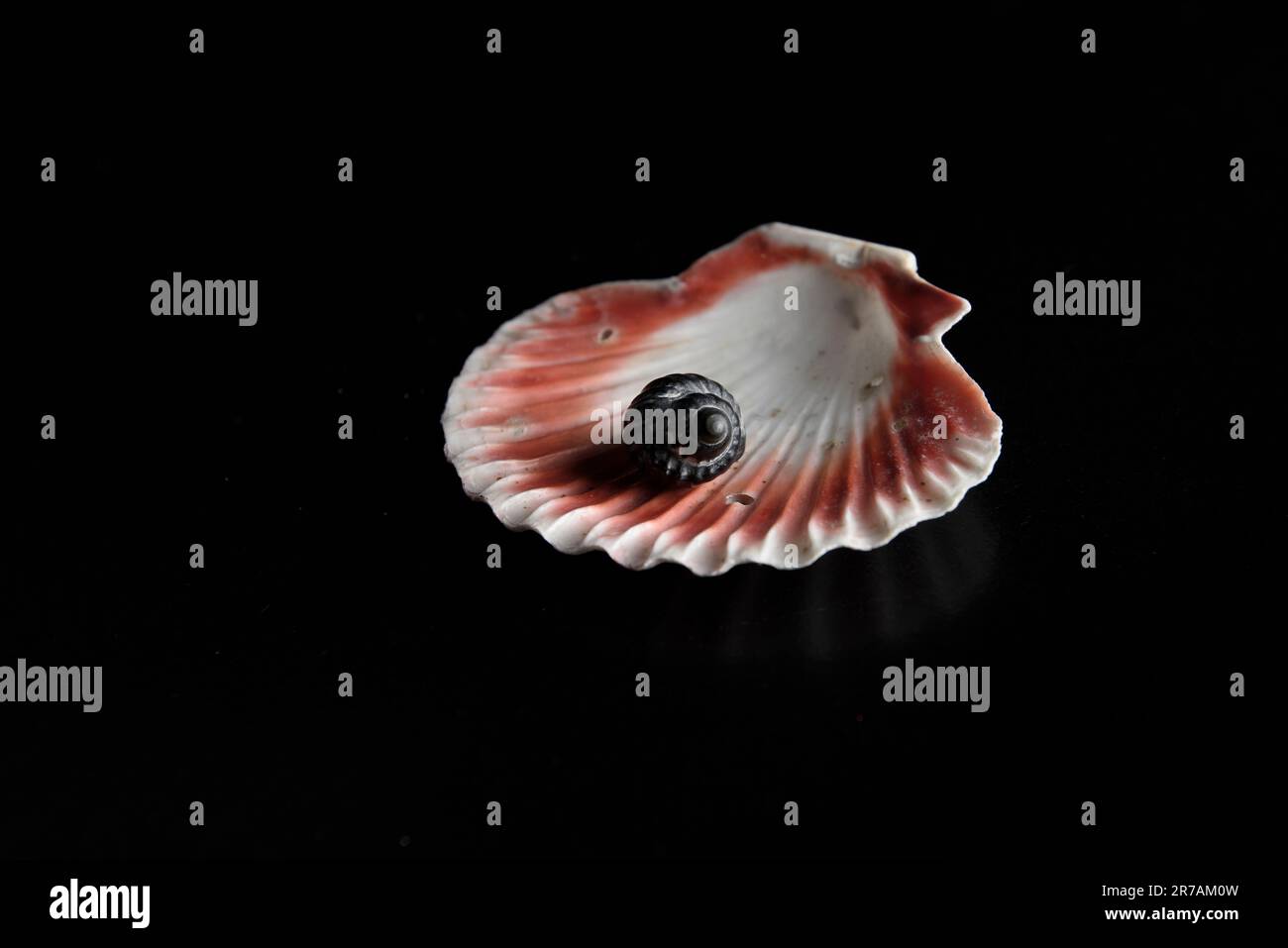 Sea Shells design, pattern and design, double exposure Stock Photo - Alamy