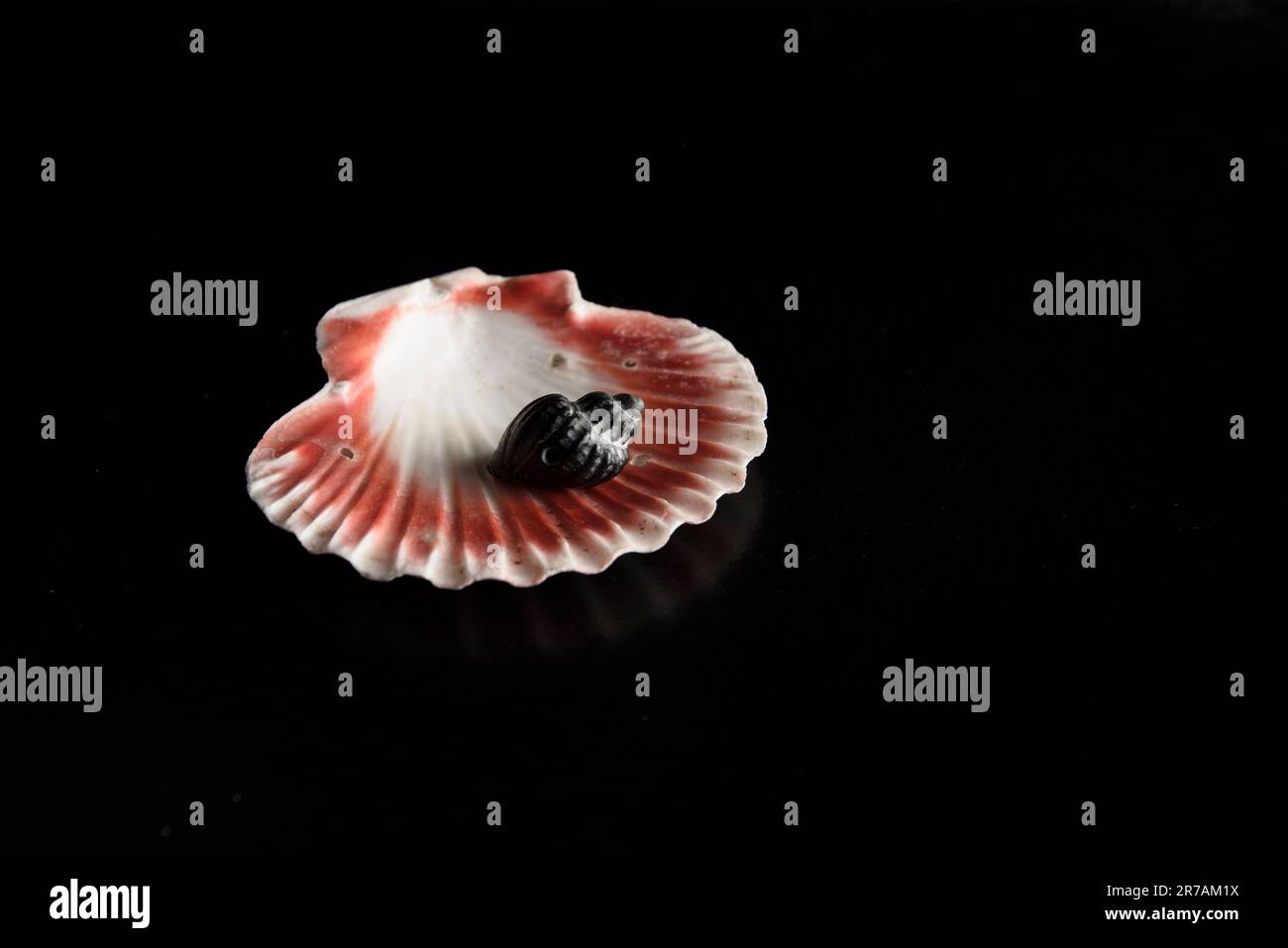 Sea Shells design, pattern and design, double exposure Stock Photo - Alamy