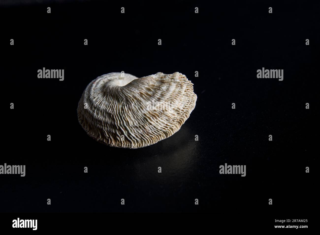 Sea Shells design, pattern and design, double exposure Stock Photo - Alamy