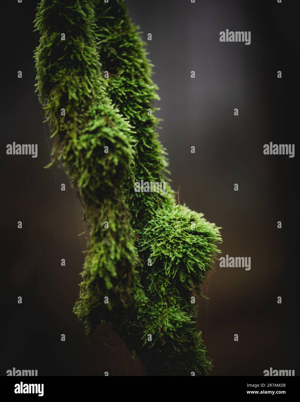 Branch and moss hi-res stock photography and images - Alamy
