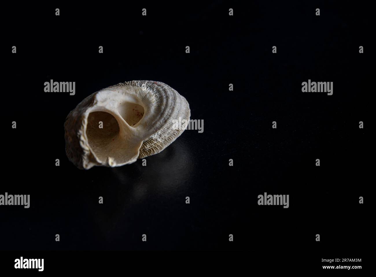 Sea Shells design, pattern and design, double exposure Stock Photo - Alamy