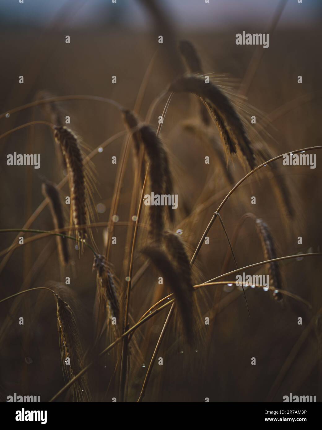 Agricuture hi-res stock photography and images - Alamy