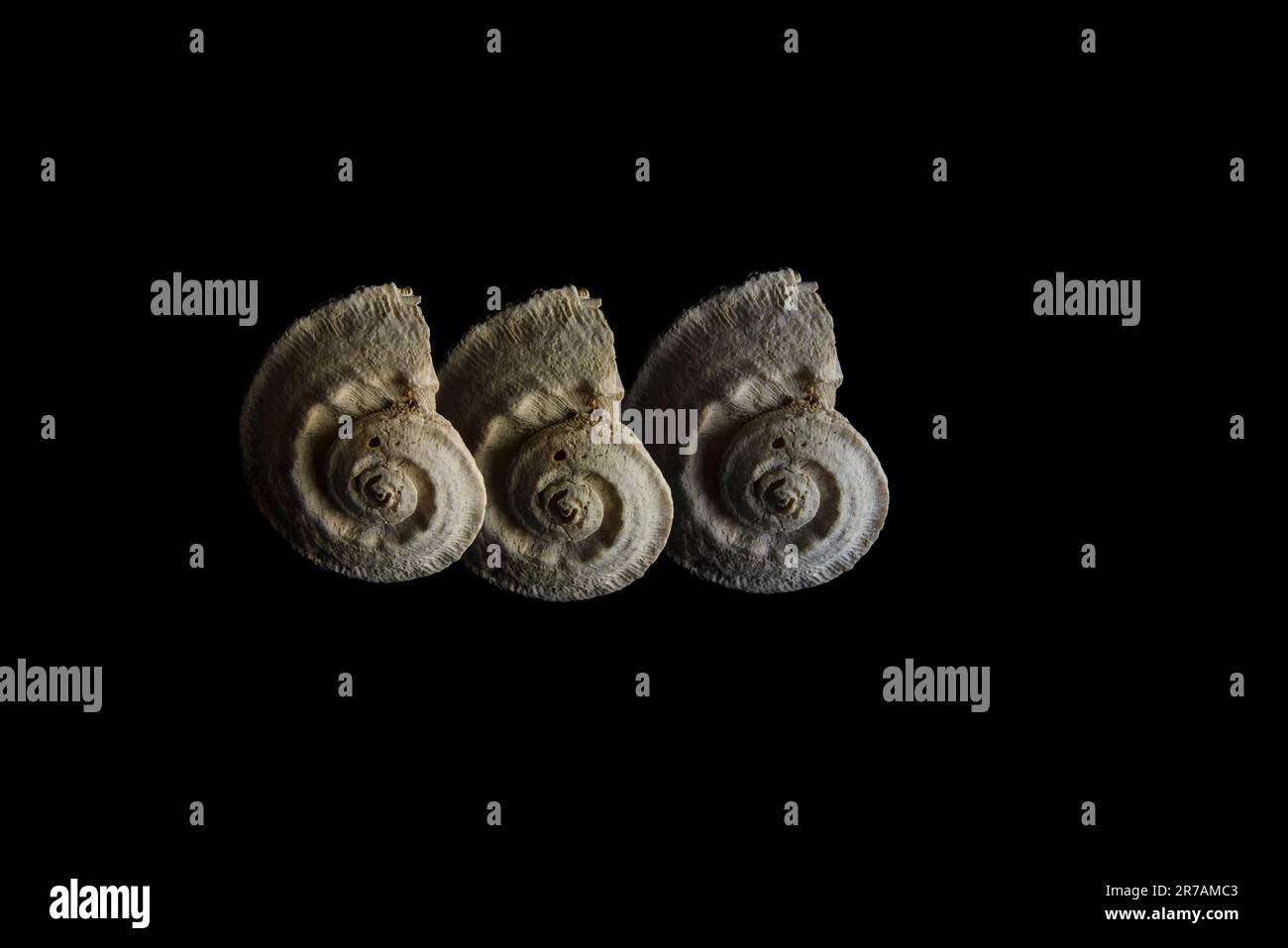 Sea Shells design, pattern and design, double exposure Stock Photo - Alamy