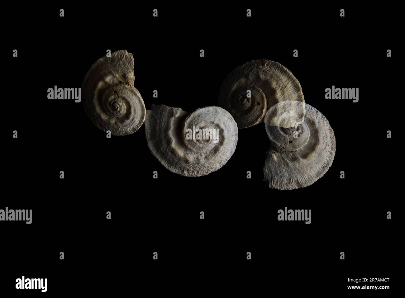 Sea Shells design, pattern and design, double exposure Stock Photo - Alamy