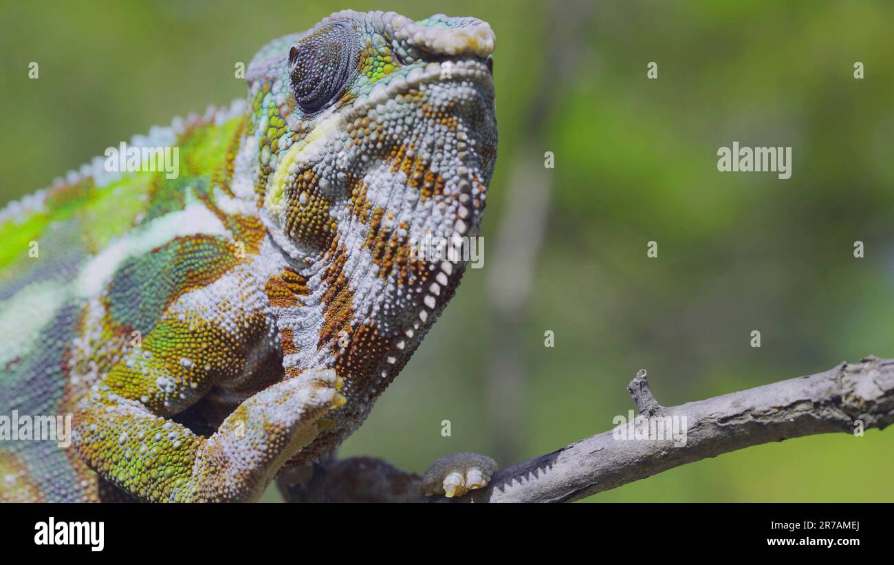 Close-up portrait of curious chameleon looks at up on sunny day ...