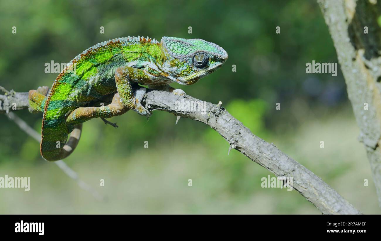 Bright Panther chameleon (Furcifer pardalis) climbing tree branches ...