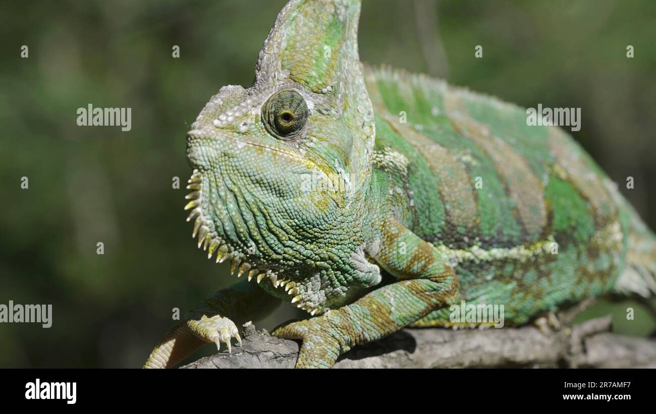 Yemen chameleon hi-res stock photography and images - Alamy