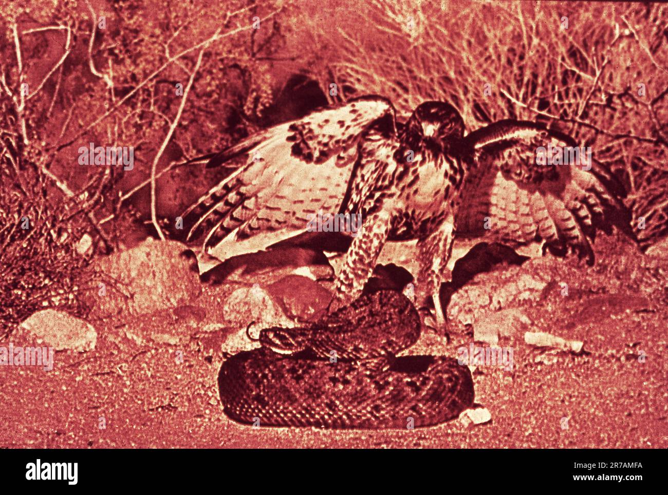 WALT DISNEY'S THE LIVING DESERT 1953 director JAMES ALGAR screenplay ...