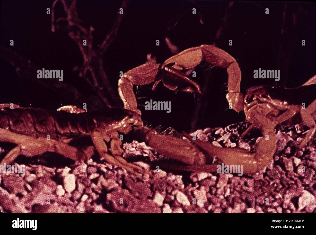 WALT DISNEY'S THE LIVING DESERT 1953 director JAMES ALGAR screenplay ...