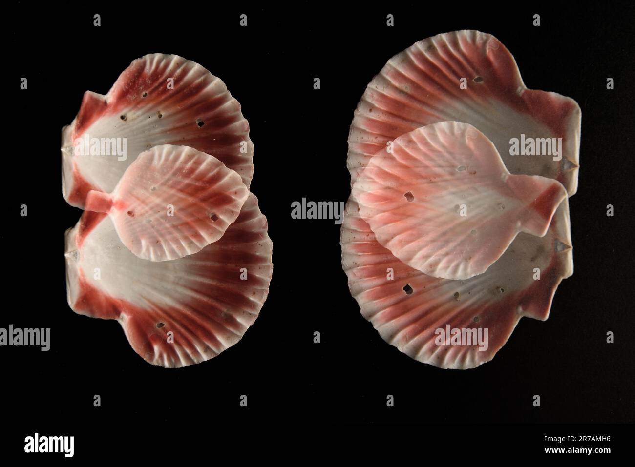 Sea Shells design, pattern and design, double exposure Stock Photo - Alamy