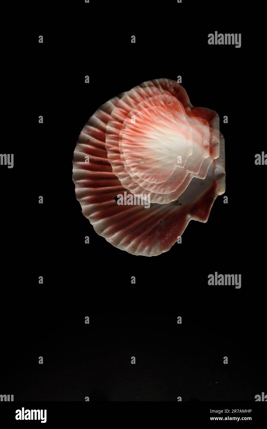 Sea Shells design, pattern and design, double exposure Stock Photo - Alamy