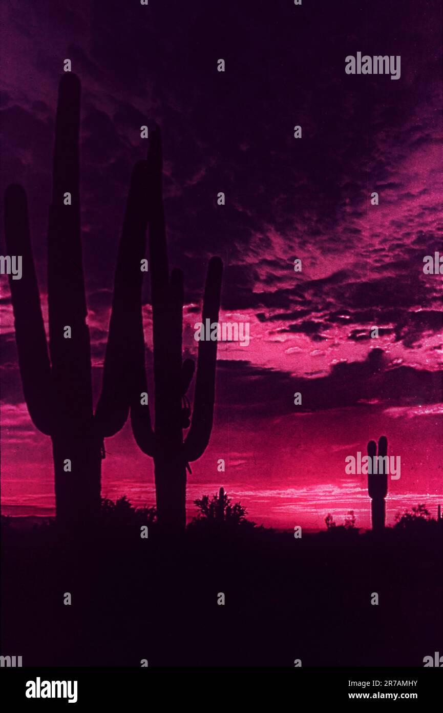 WALT DISNEY'S THE LIVING DESERT 1953 director JAMES ALGAR screenplay ...