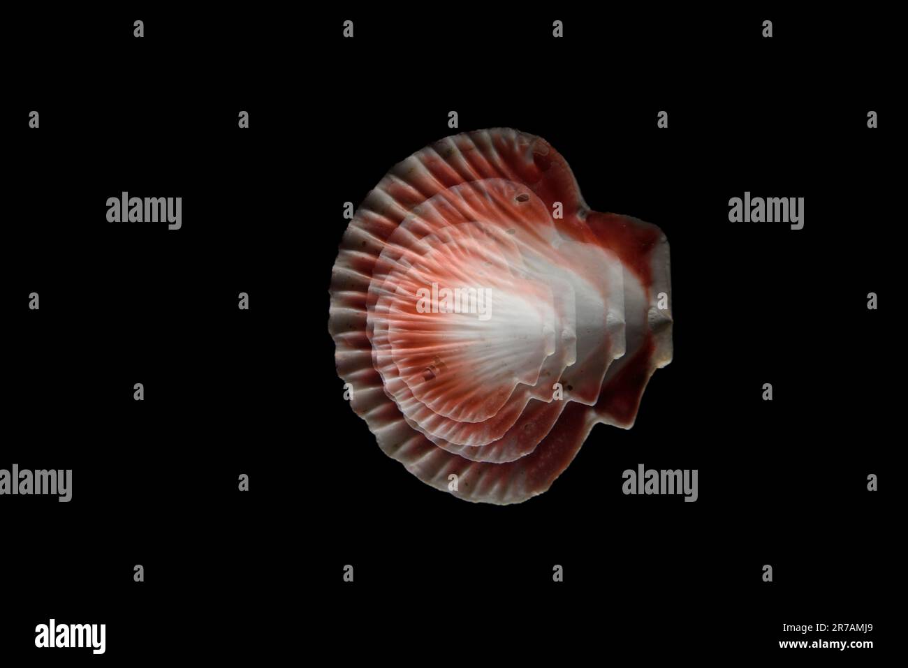 Sea Shells design, pattern and design, double exposure Stock Photo - Alamy