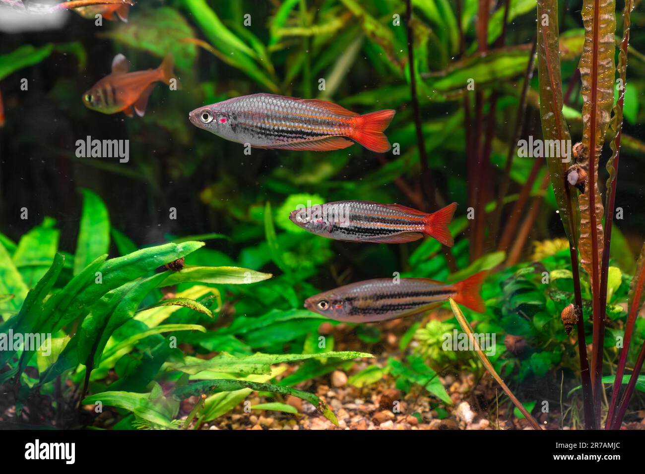 Melanotaenia australis, rainbowfish swimming in aquarium pool with ...