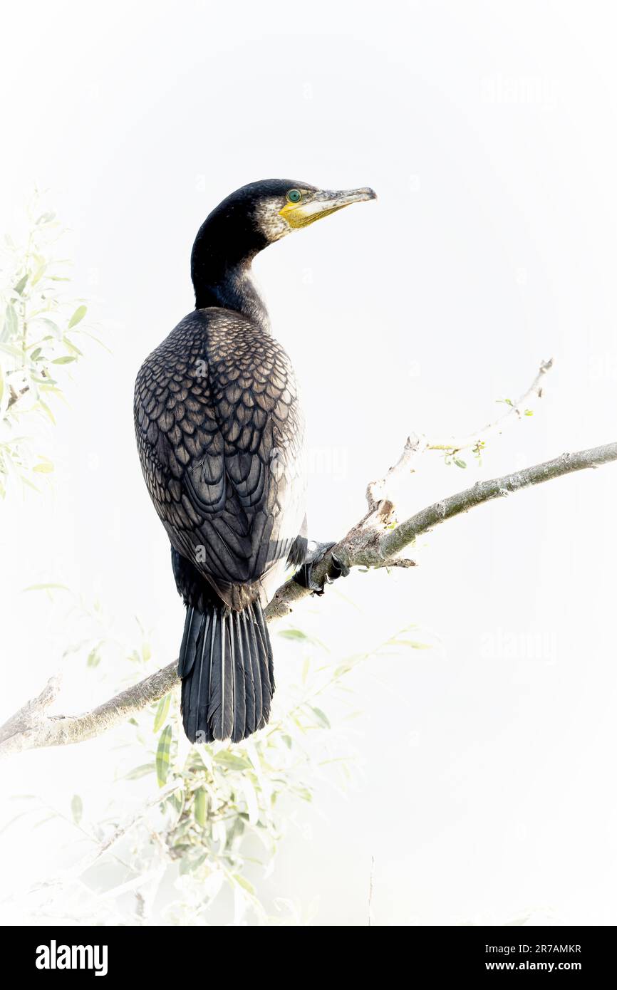 Cormorant island china hi-res stock photography and images - Alamy