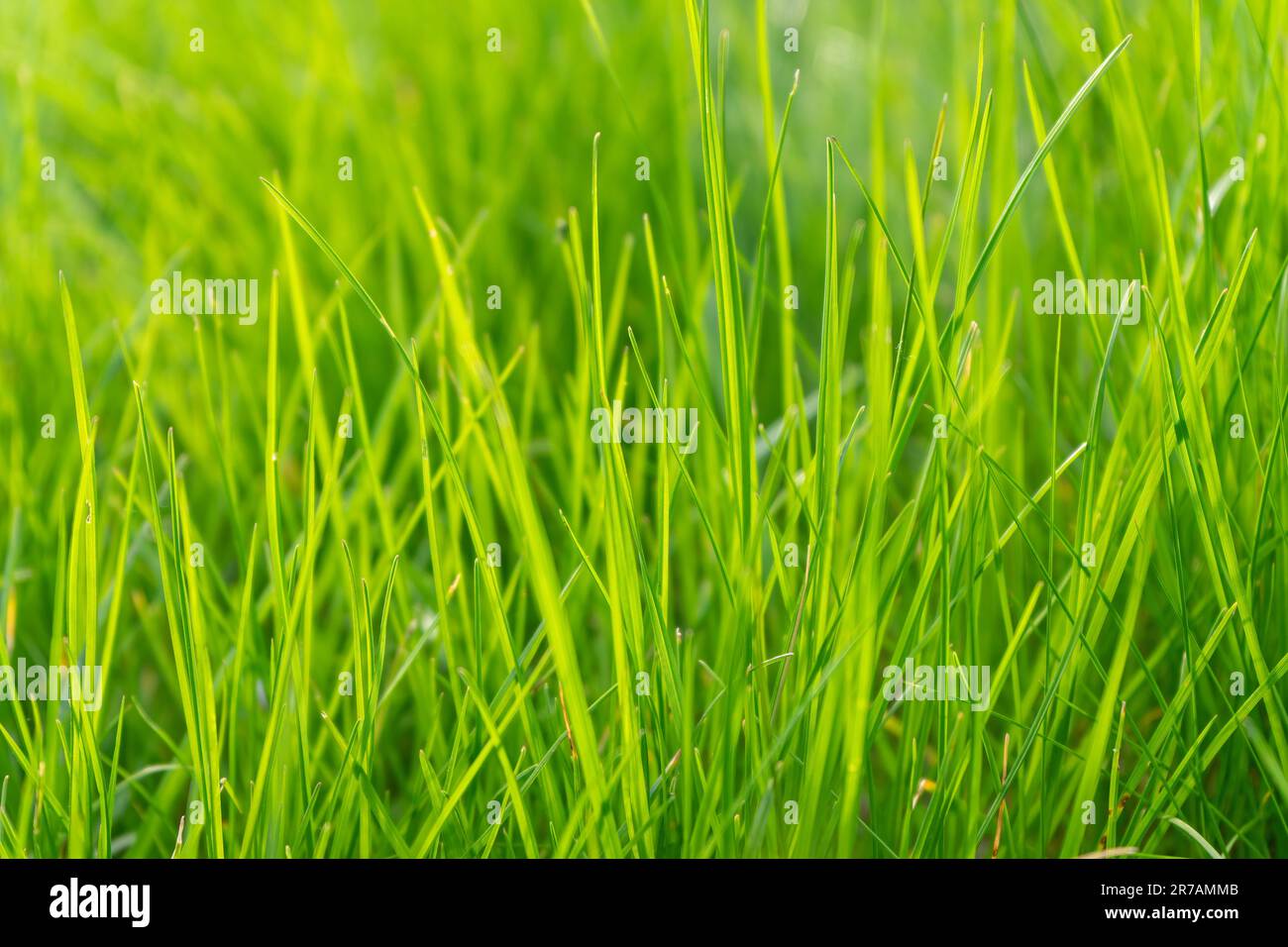 Green grass background texture. Green grass in meadow, field or lawn in ...