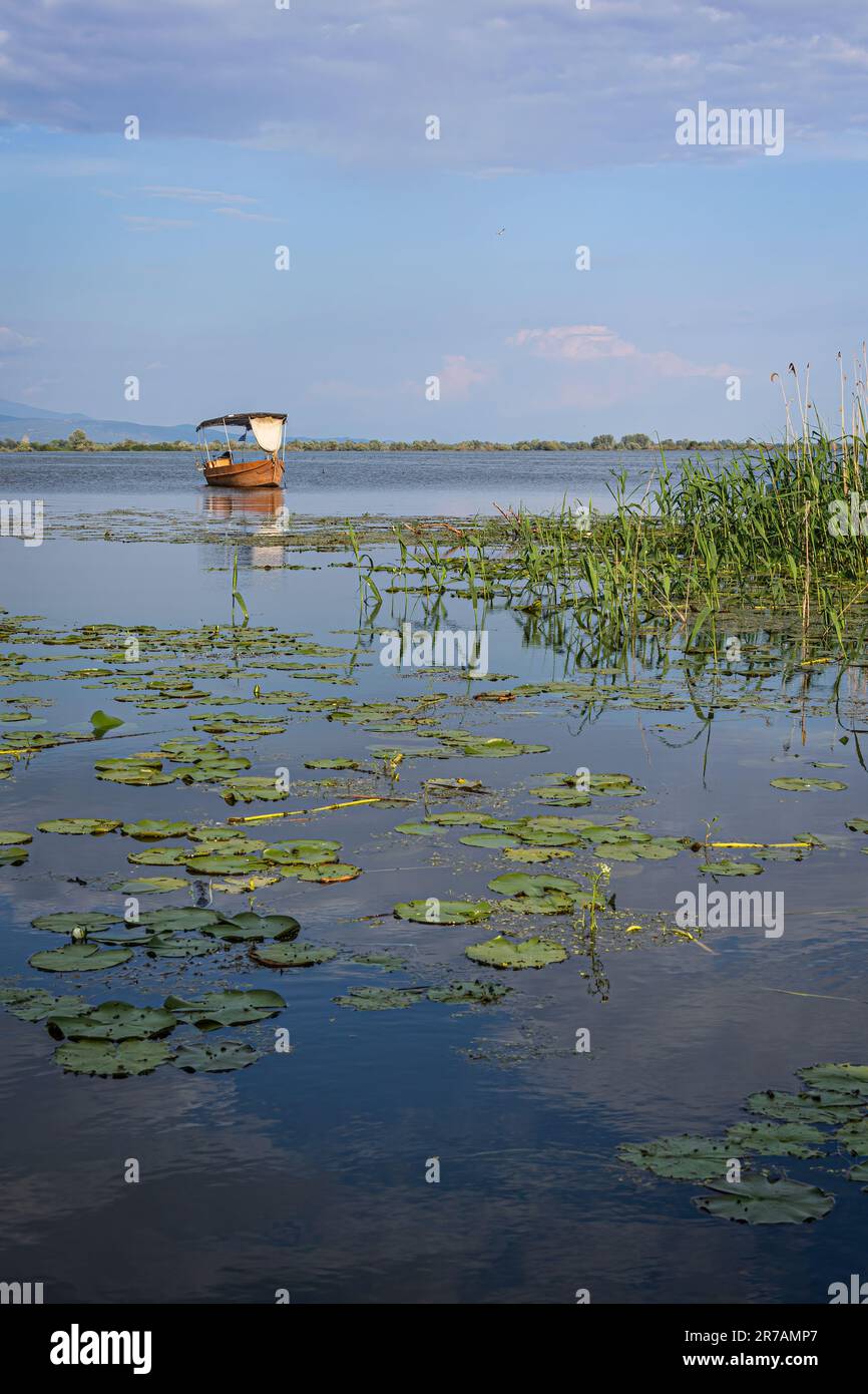 Limni kerkini hi-res stock photography and images - Alamy