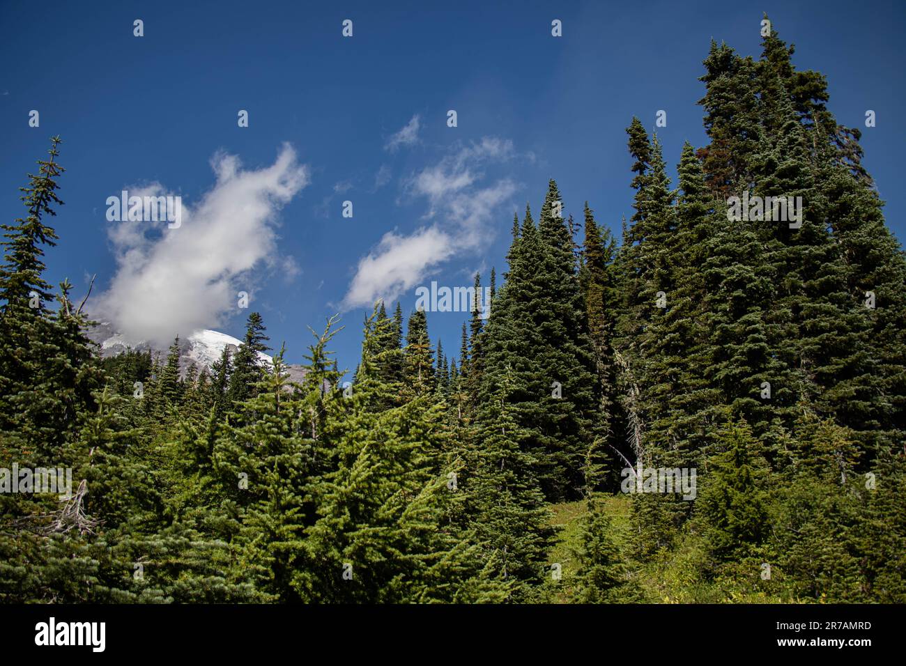 A scenic view of a mountain range, visible through a cluster of tall ...