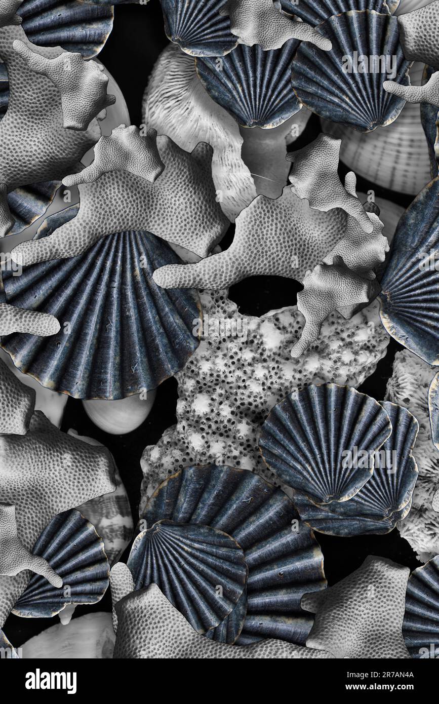Sea shells pattern design in blue hues colour Stock Photo - Alamy