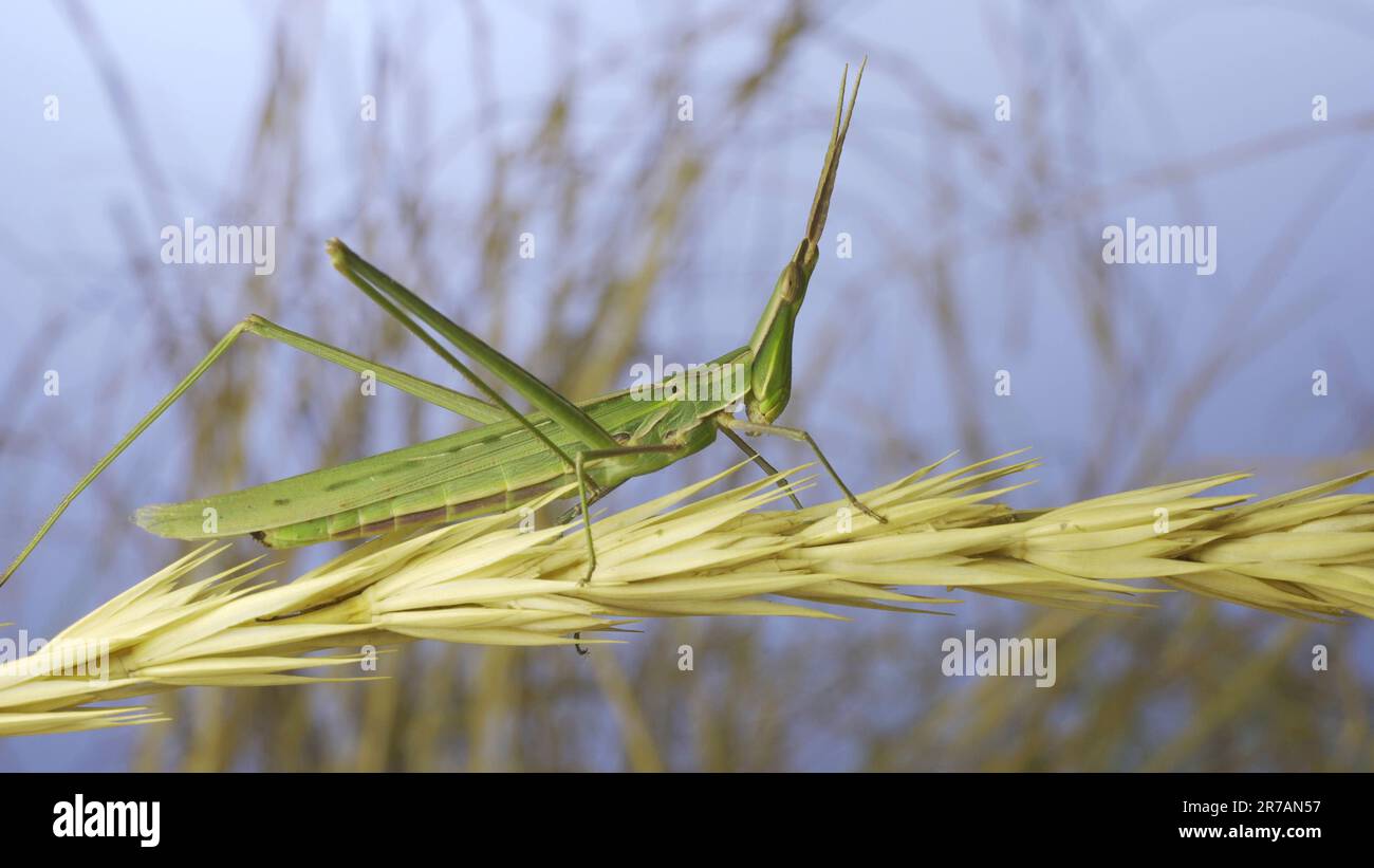 Giant green slant-face grasshopper Acrida washes cleaning its antennae ...