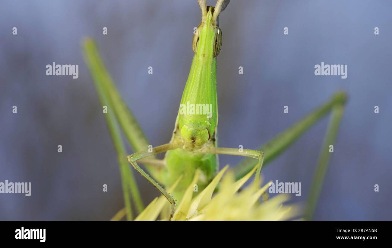 Frontal portrait of Giant green slant-face grasshopper Acrida sitting ...