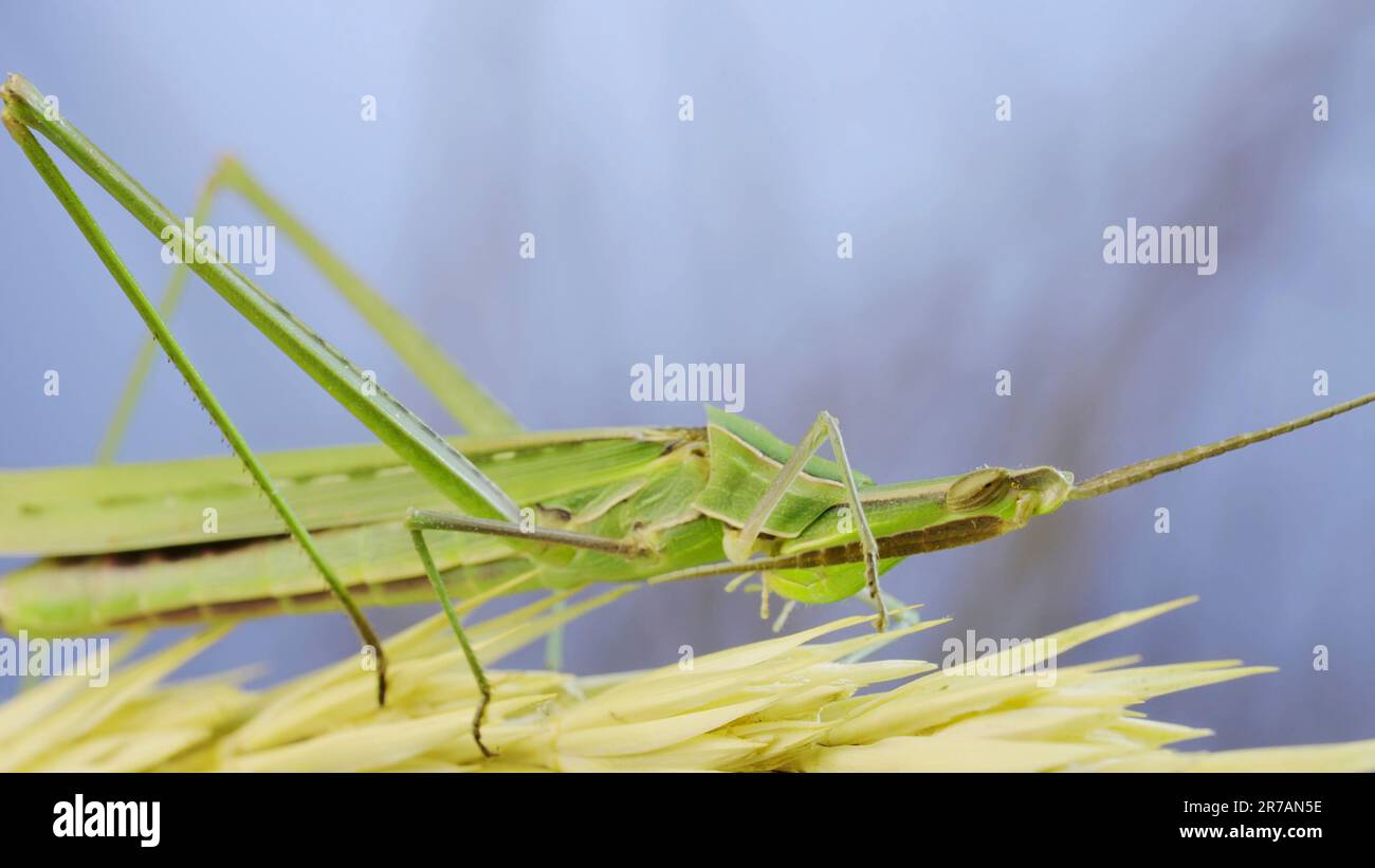 Giant green slant-face grasshopper Acrida washes cleaning its antennae ...