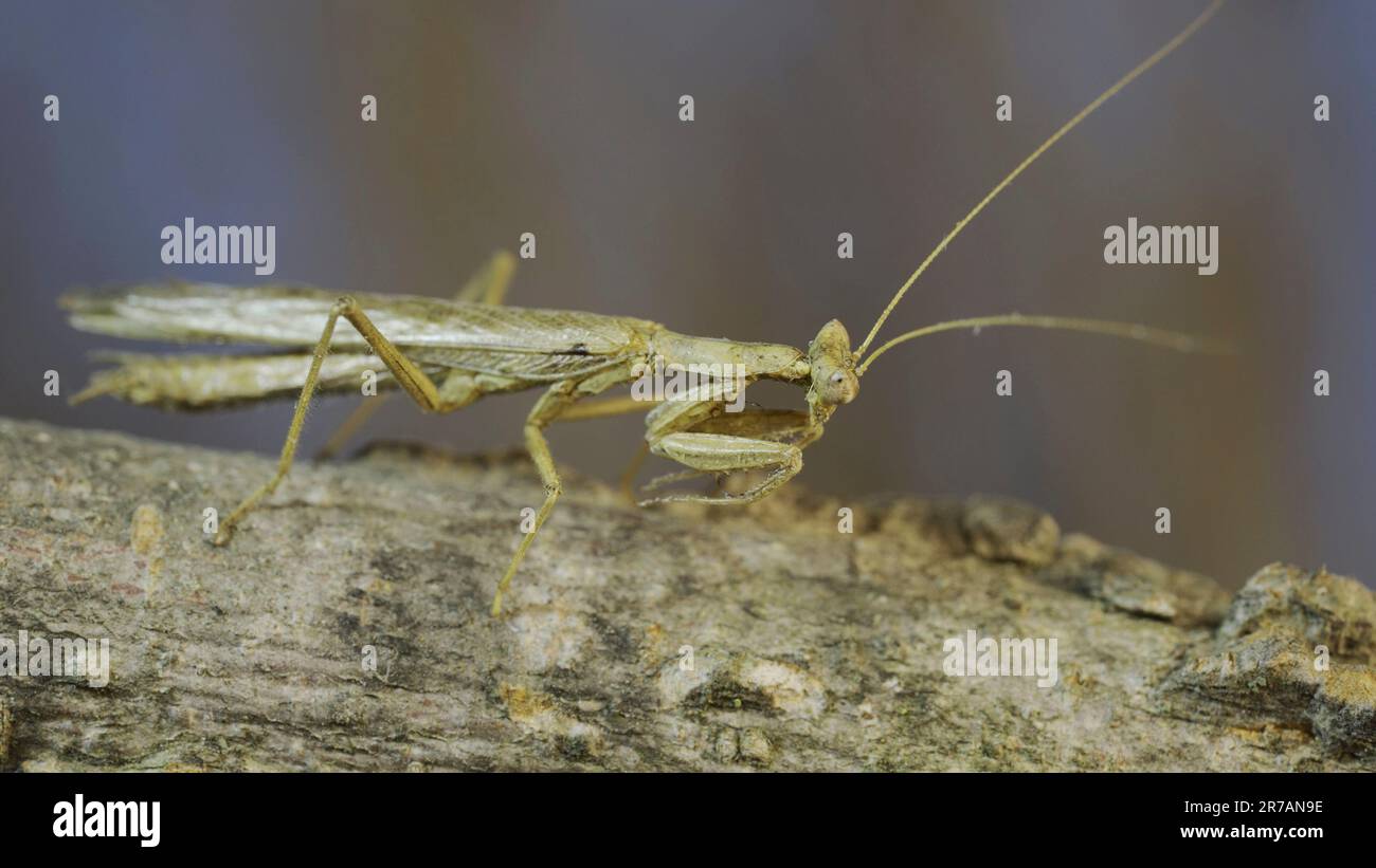 The male praying mantis sits on tree branch masquerading against its ...