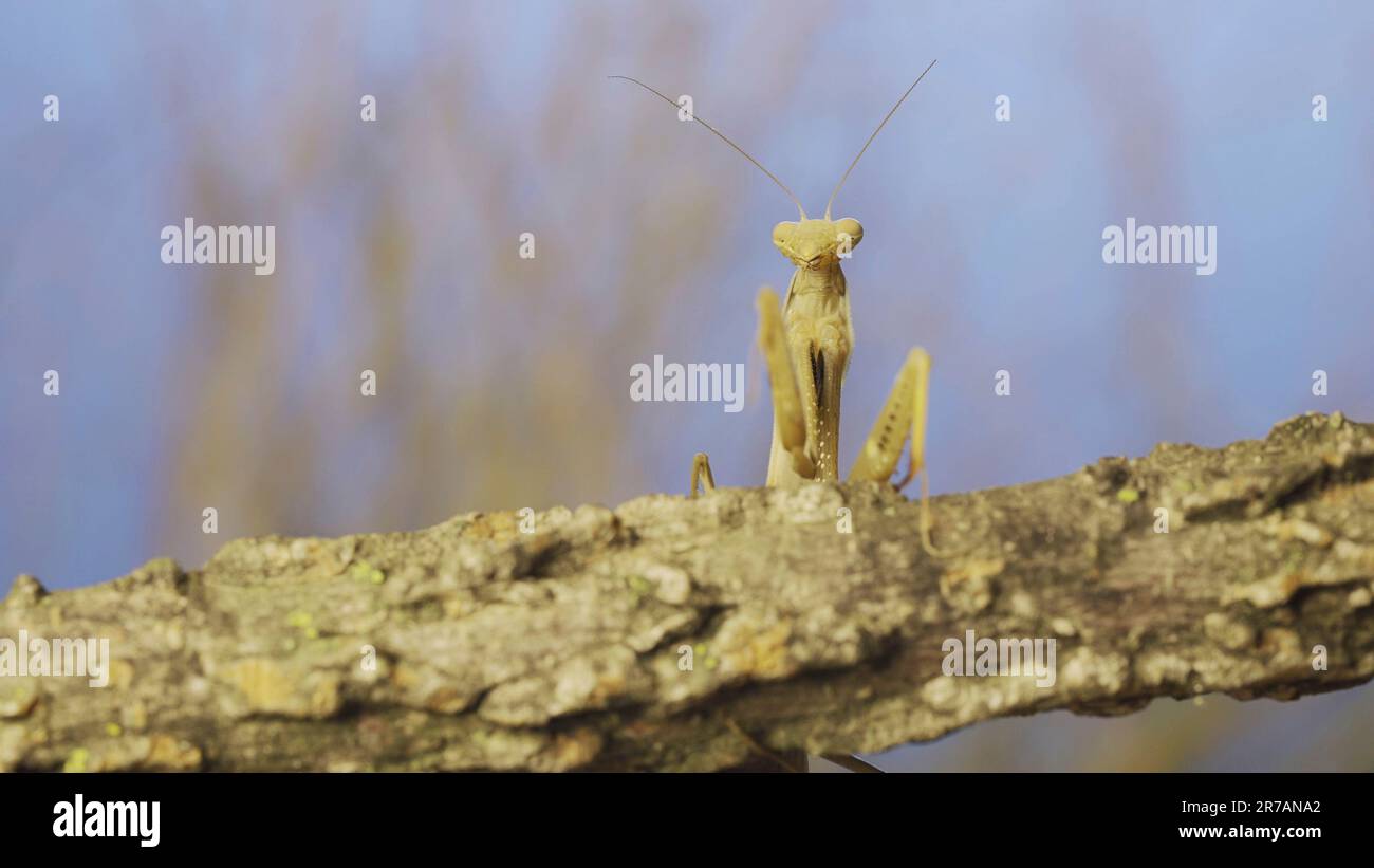 Frontal portrait of female praying mantis sitting on branch in the ...