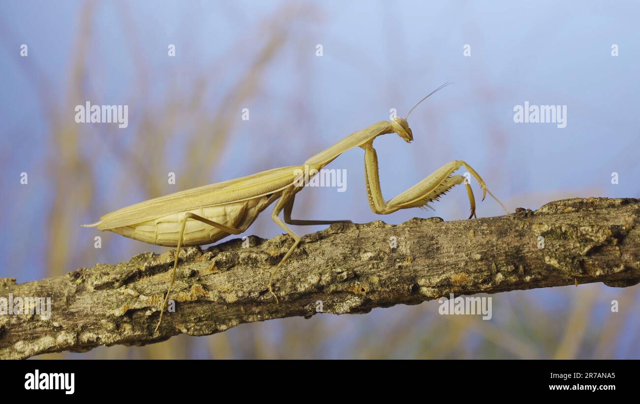 Big female praying mantis sitting on branch in the grass and blue sky ...