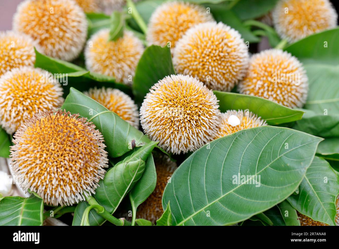 Dhaka, Bangladesh - June 14, 2023: The Burflower flower popularly known ...