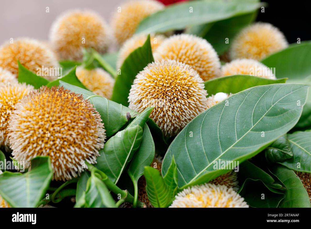 Dhaka, Bangladesh - June 14, 2023: The Burflower flower popularly known ...